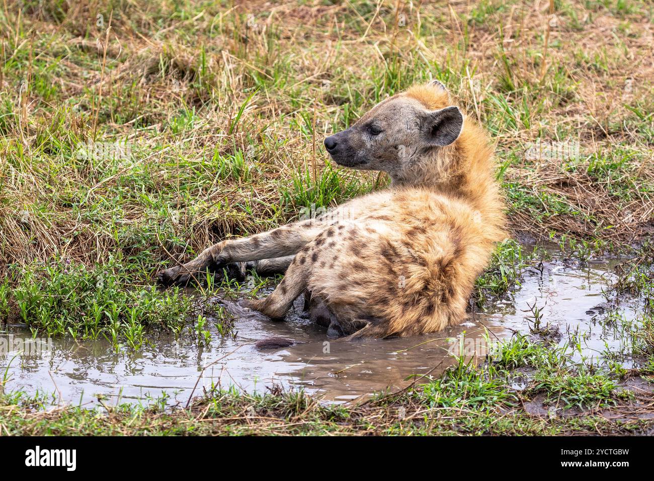 Spotted Hyena, ( Crocuta crocuta) also known as the laughing hyena because of its distinctive ...