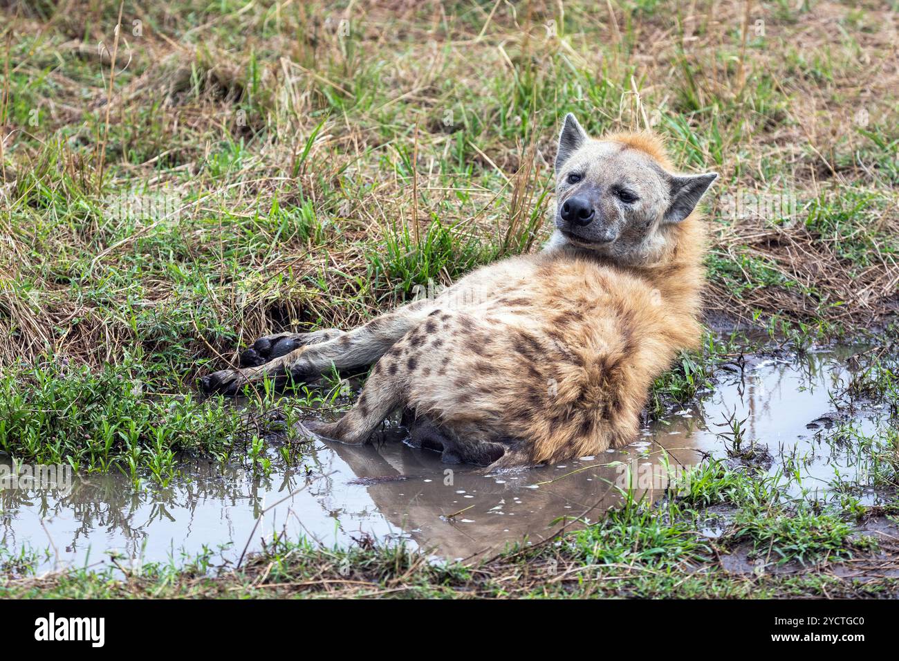 Spotted Hyena, ( Crocuta crocuta) also known as the laughing hyena ...