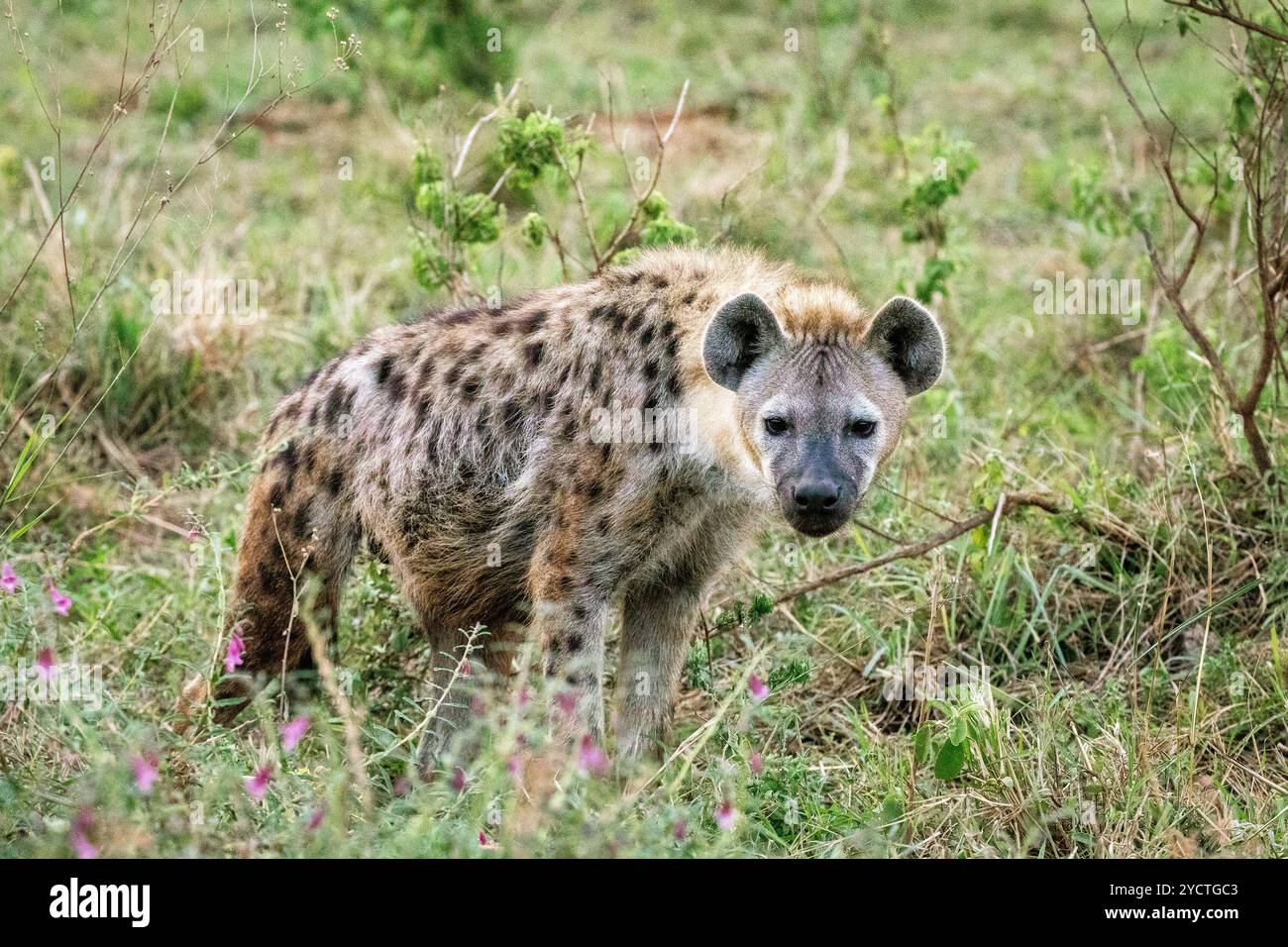 Spotted Hyena, ( Crocuta crocuta) also known as the laughing hyena because of its distinctive ...