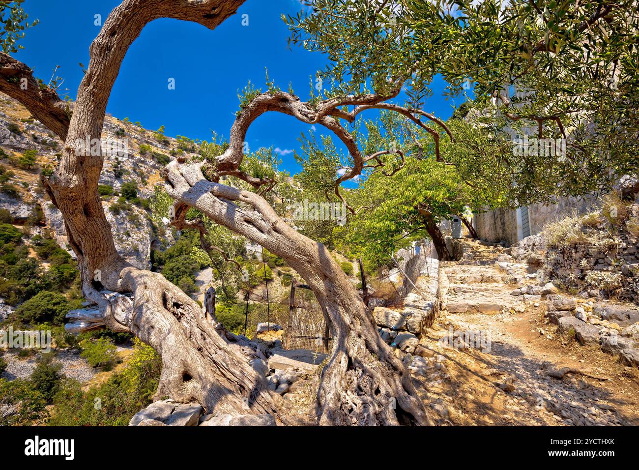 Olive tree archaeological site hi-res stock photography and images - Alamy