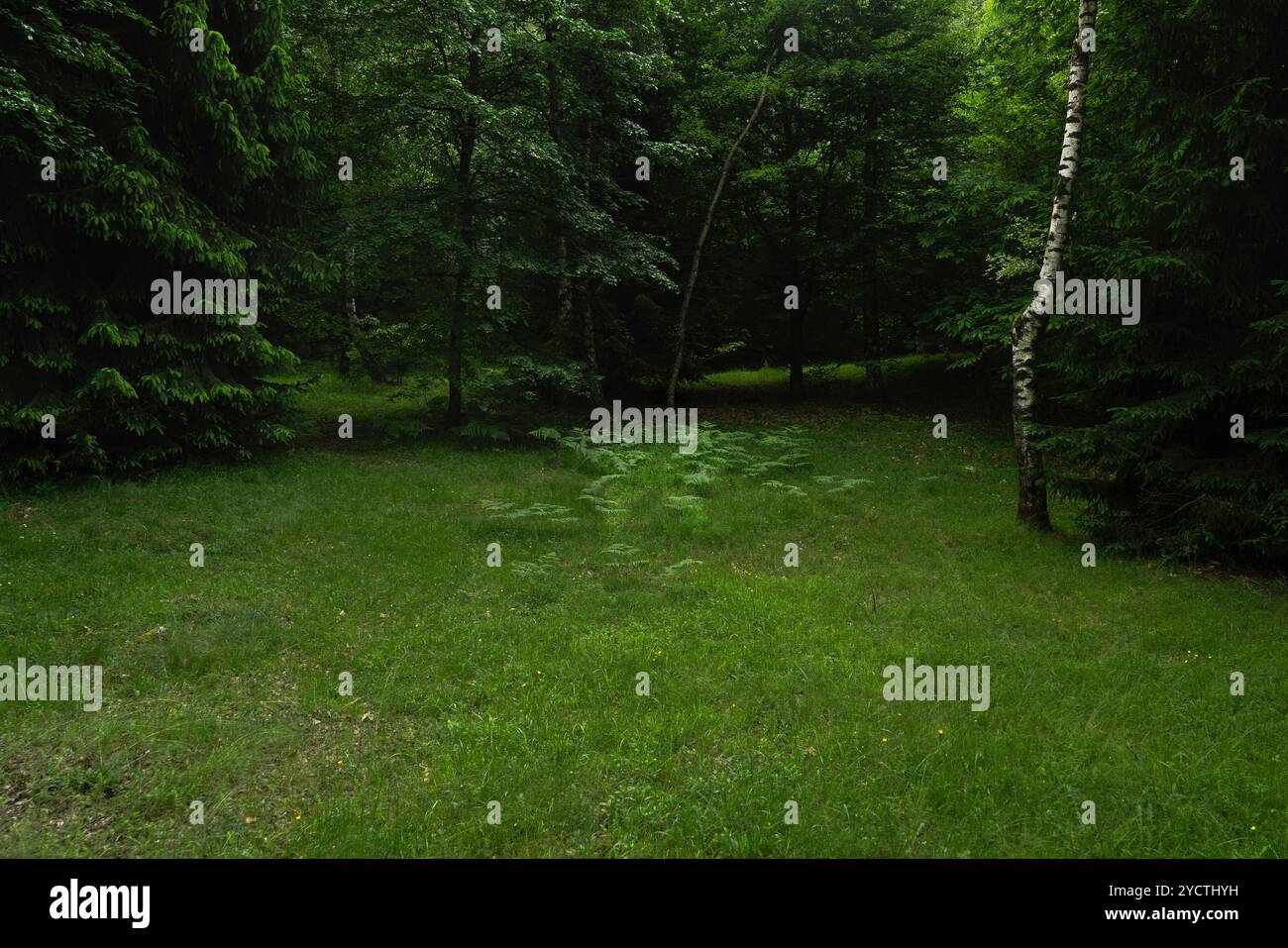 Green forest setting hi-res stock photography and images - Alamy