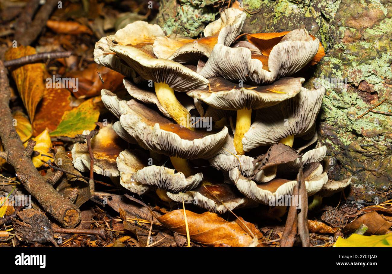 As they age and get ready to shed their spore the Conifer Tuft caps ...
