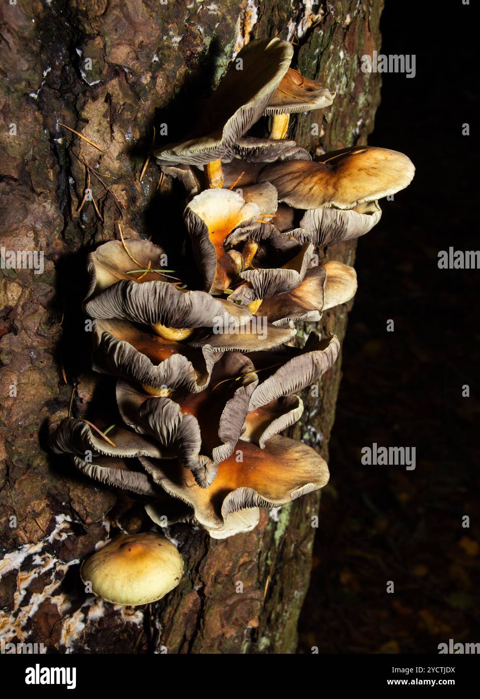 Umbonate caps hi-res stock photography and images - Alamy