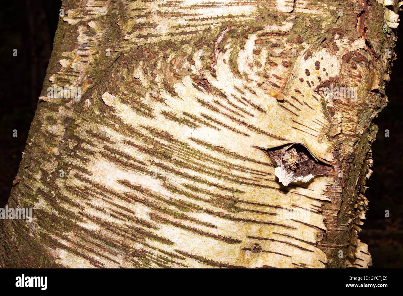 The distinctive bark of the Silver Birch. The Silver Birch is fast ...