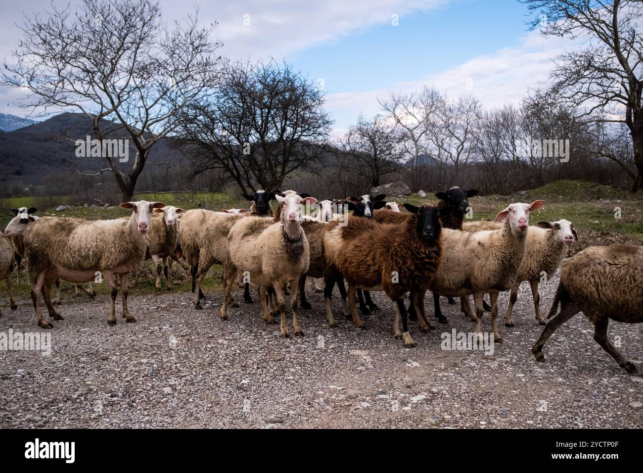 Herd of sheep in the Kalambaka and Meteores region, a geological ...