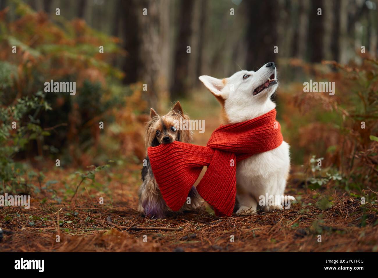 A corgi and an Yorkshire Terrier sit together in the forest, with the ...