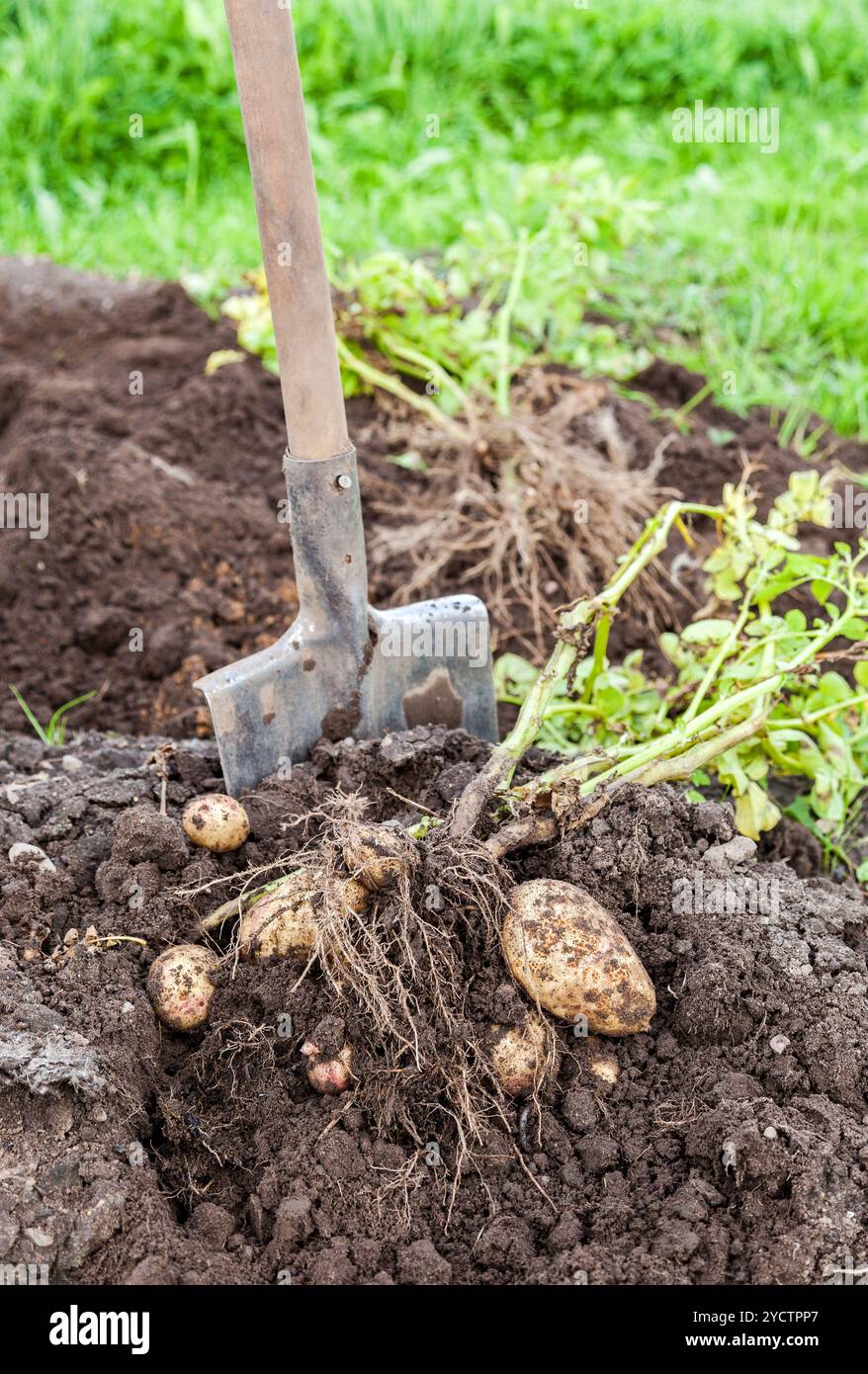 Potato plantation in farm hi-res stock photography and images - Alamy