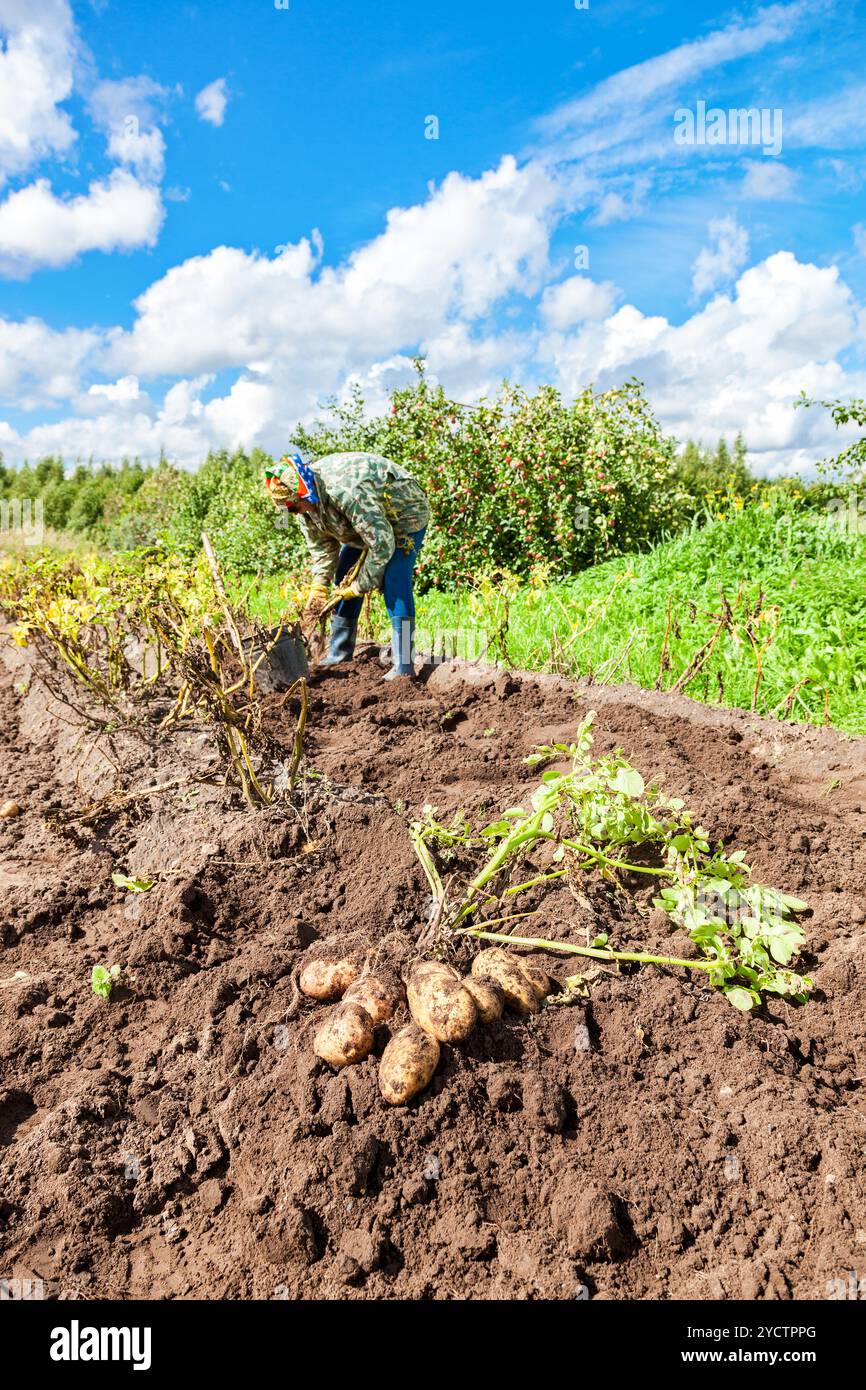 Woman harvested potato at the field in russian village Stock Photo - Alamy