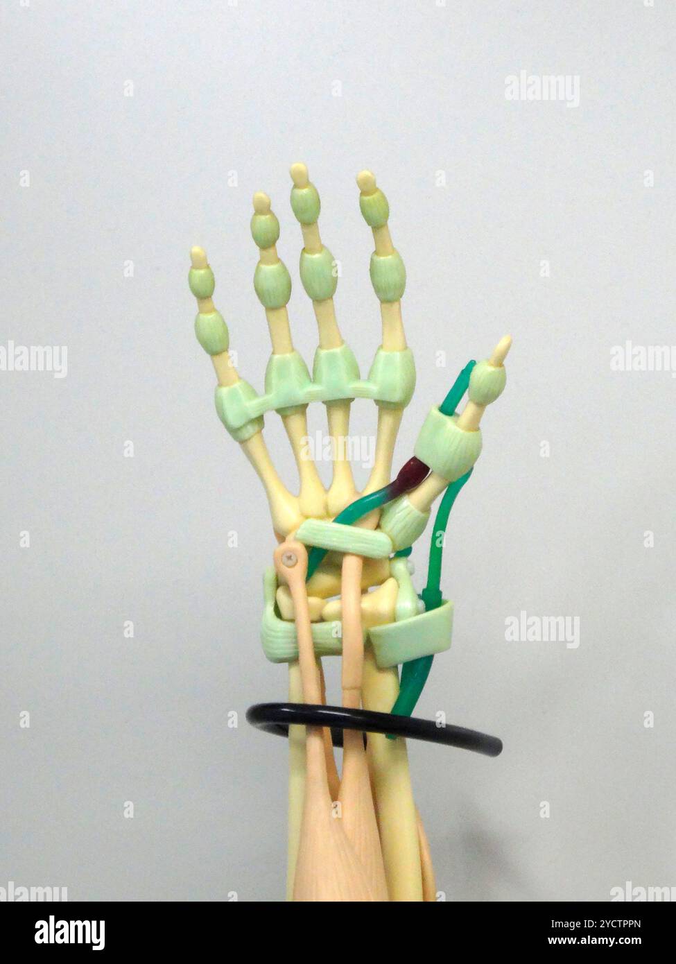Model of hand bones Stock Photo - Alamy