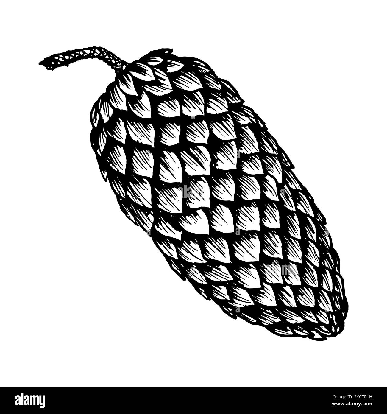 Fir cone, spruce apple, pine cone. Vector illustration, hand drawn with ...