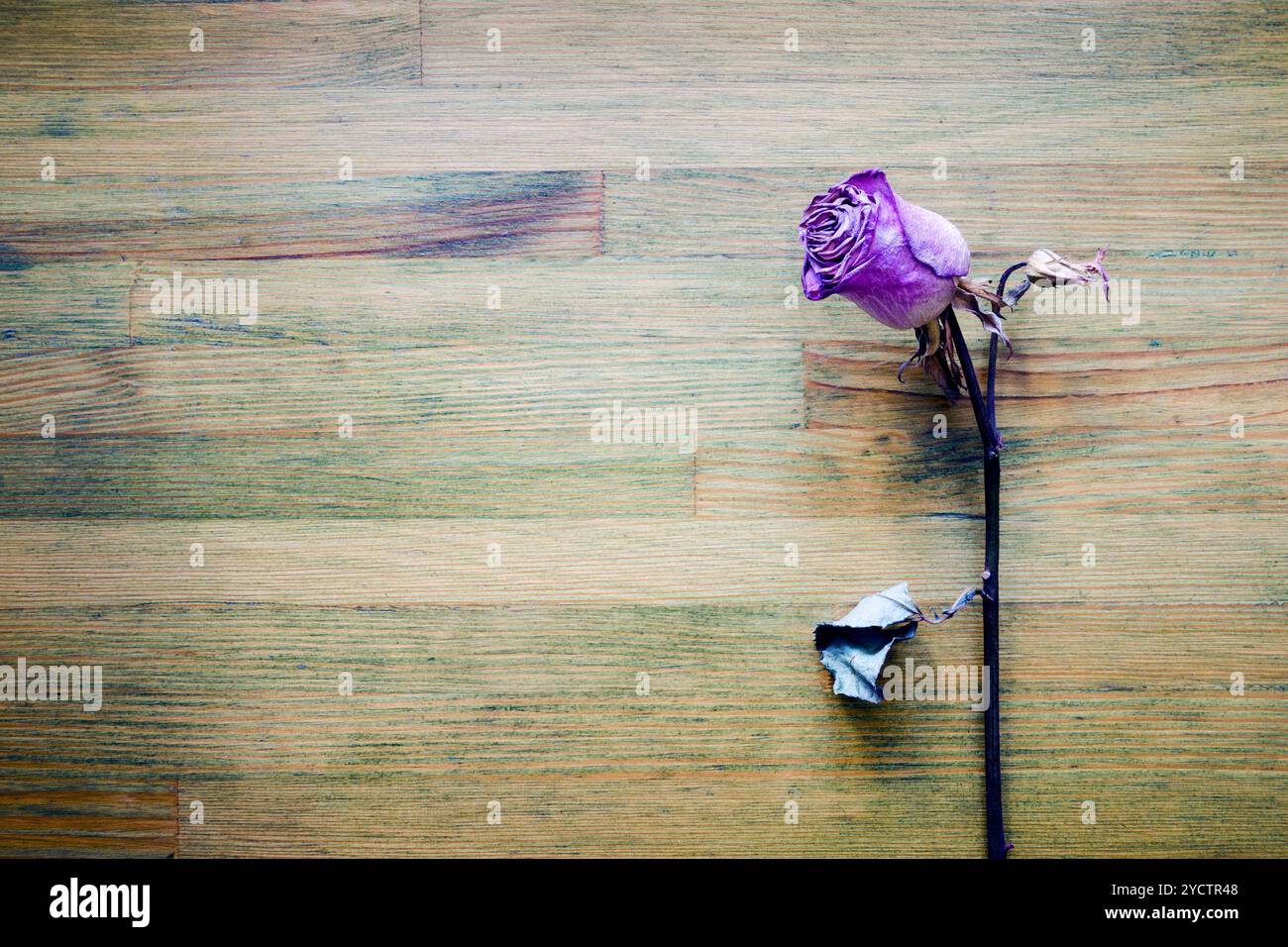 Rose pink dried hi-res stock photography and images - Alamy