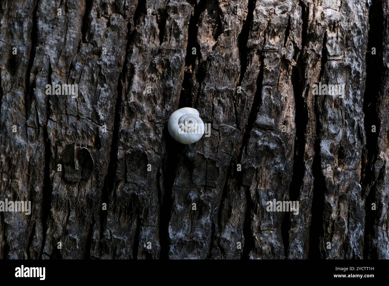 Snail shell on the bark of a tree in the forest. Natural background ...