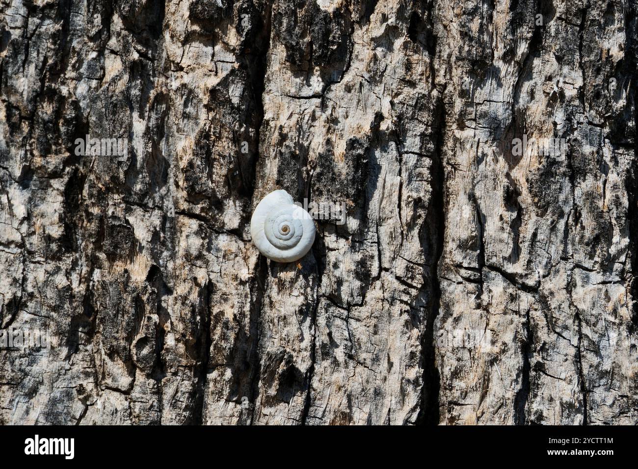 Snail shell on the bark of a tree in the forest. Natural background ...