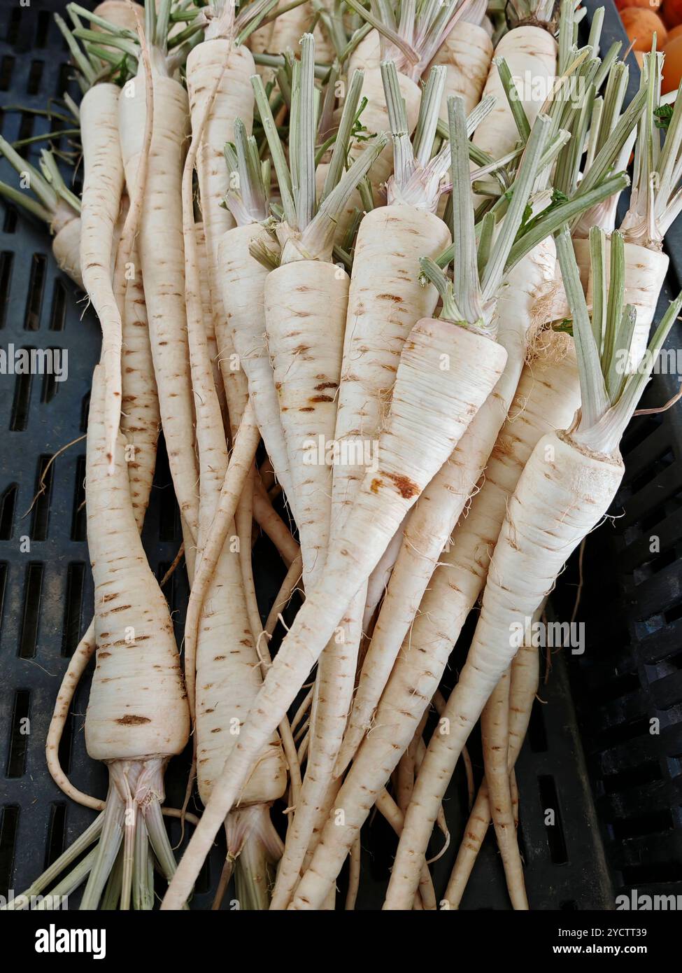 root vegetables, underground plant parts eaten by humans as food root ...
