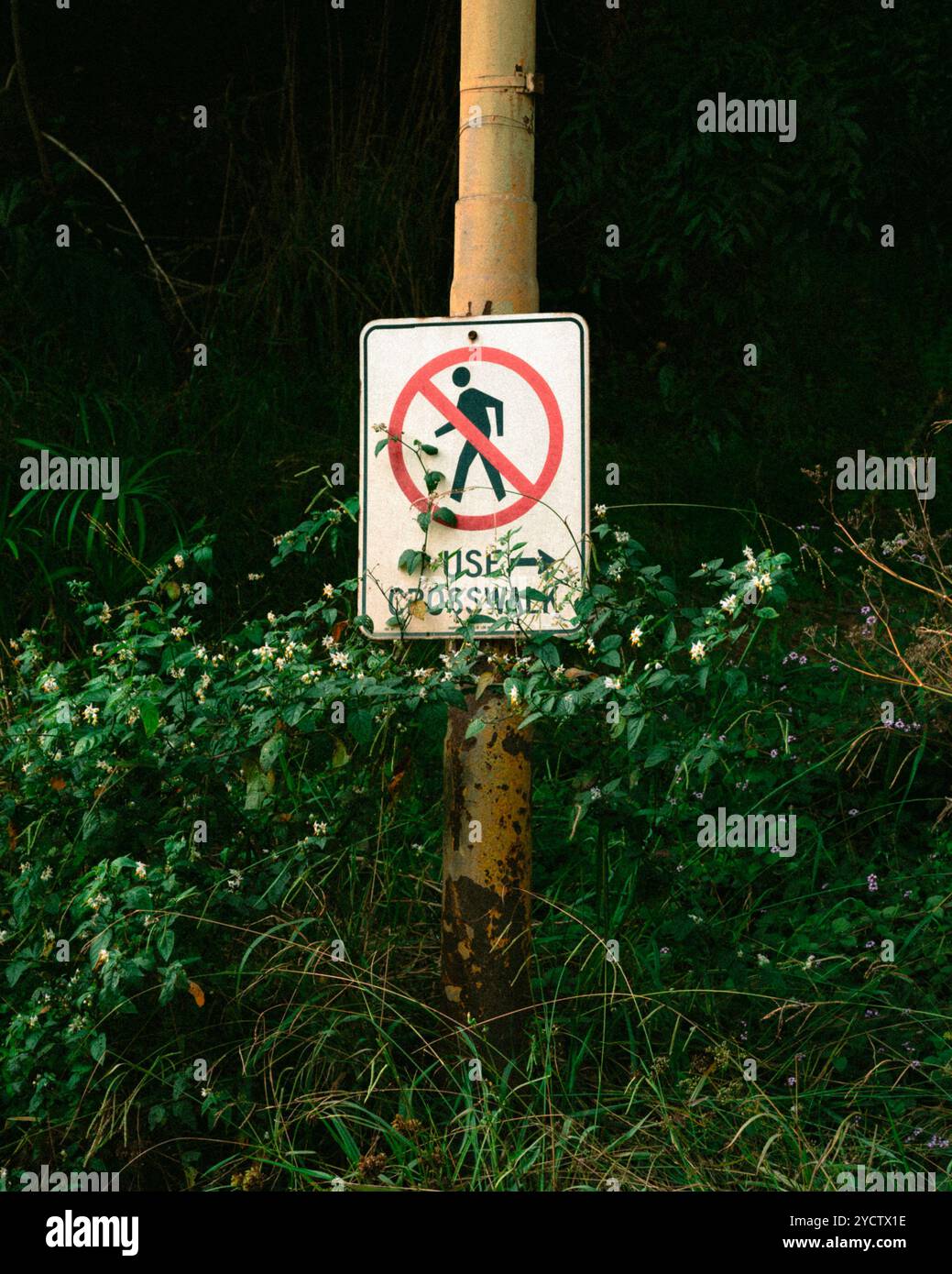 Covered in vines hi-res stock photography and images - Alamy