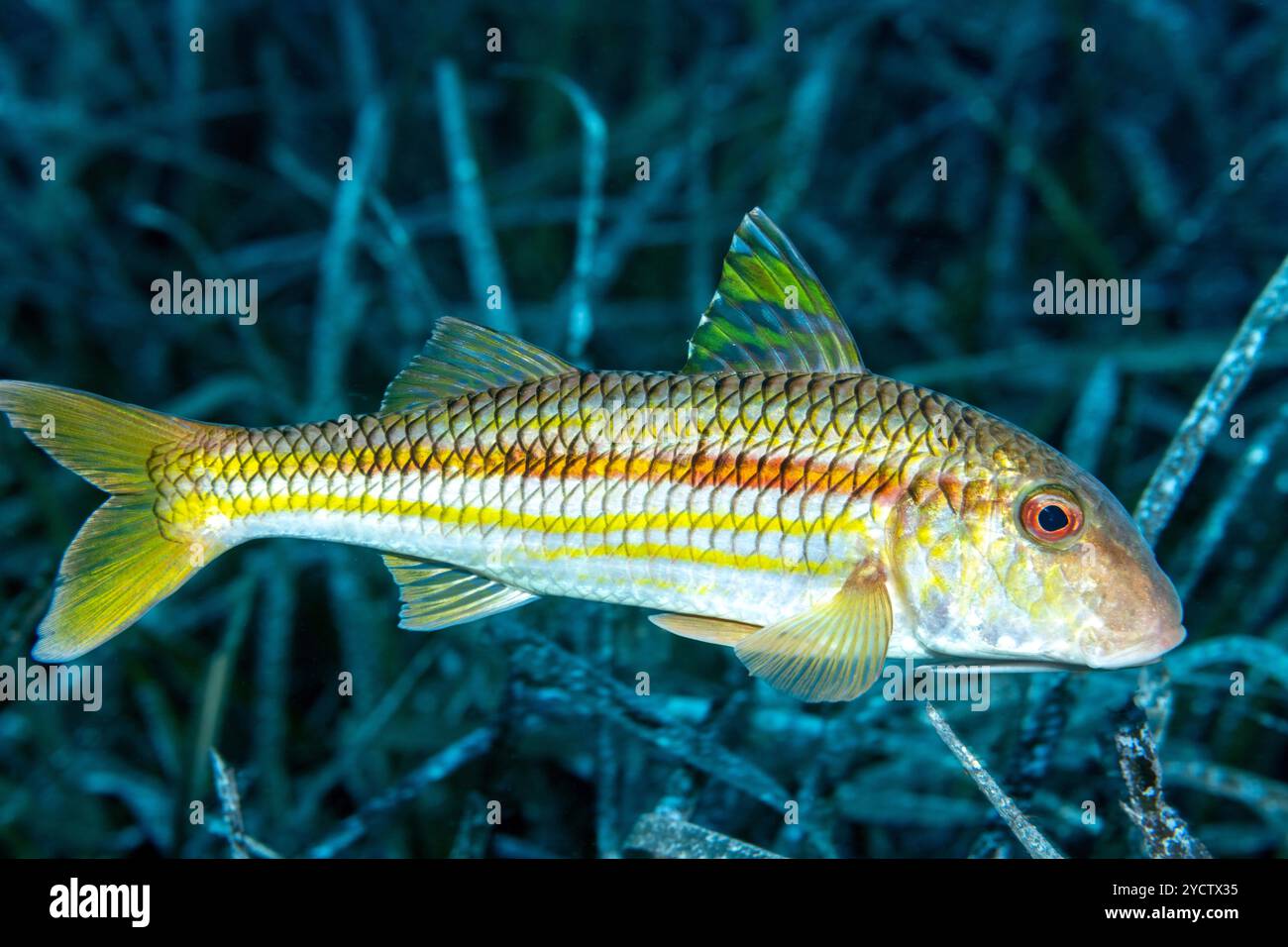 Red mulle Mullus surmuletus, Bastica Corsica France Stock Photo - Alamy