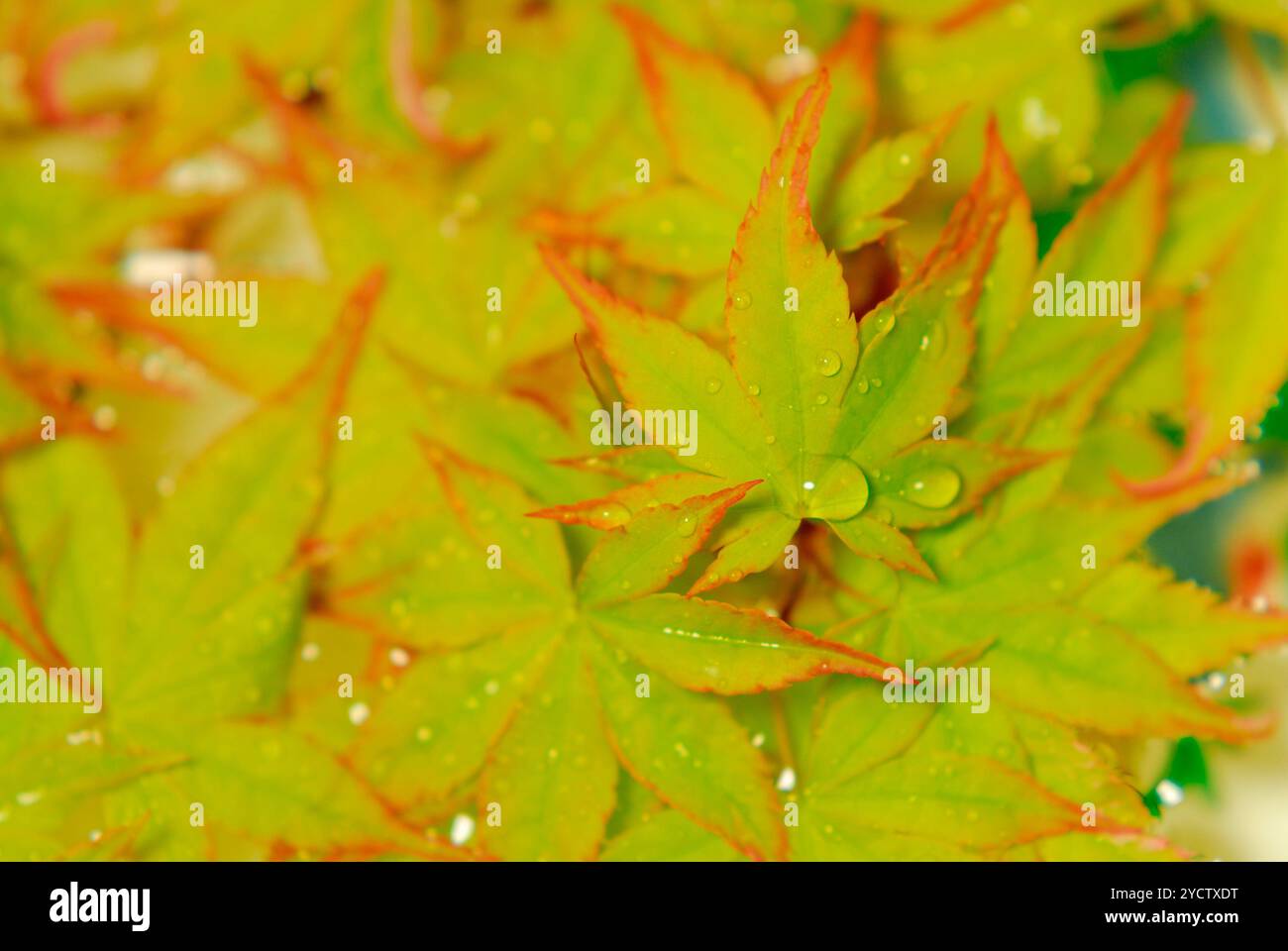 Momiji (Japanese maple tree Stock Photo - Alamy
