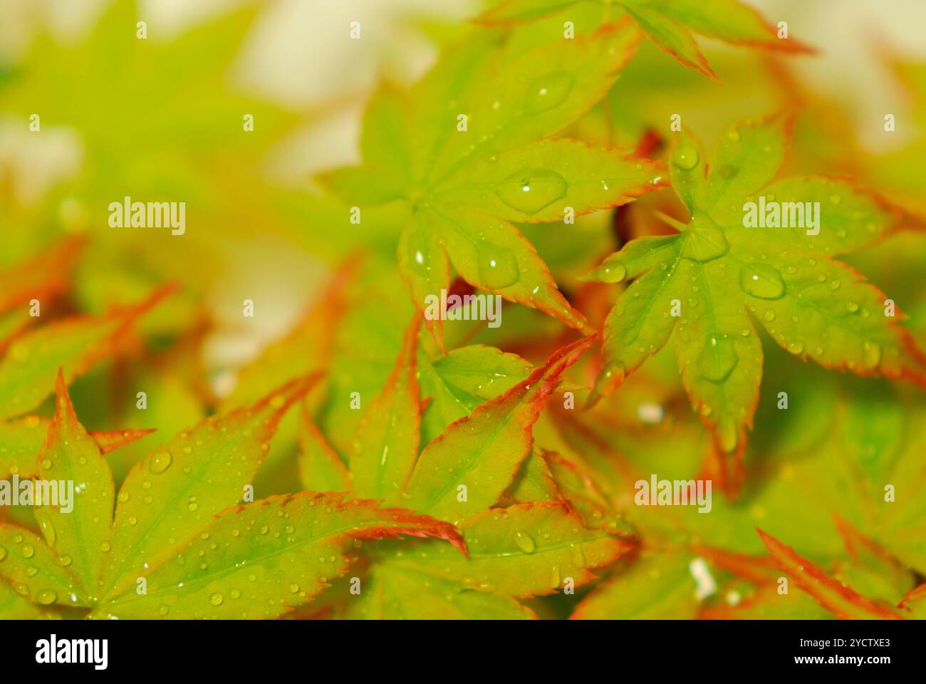 Momiji (Japanese maple tree Stock Photo - Alamy