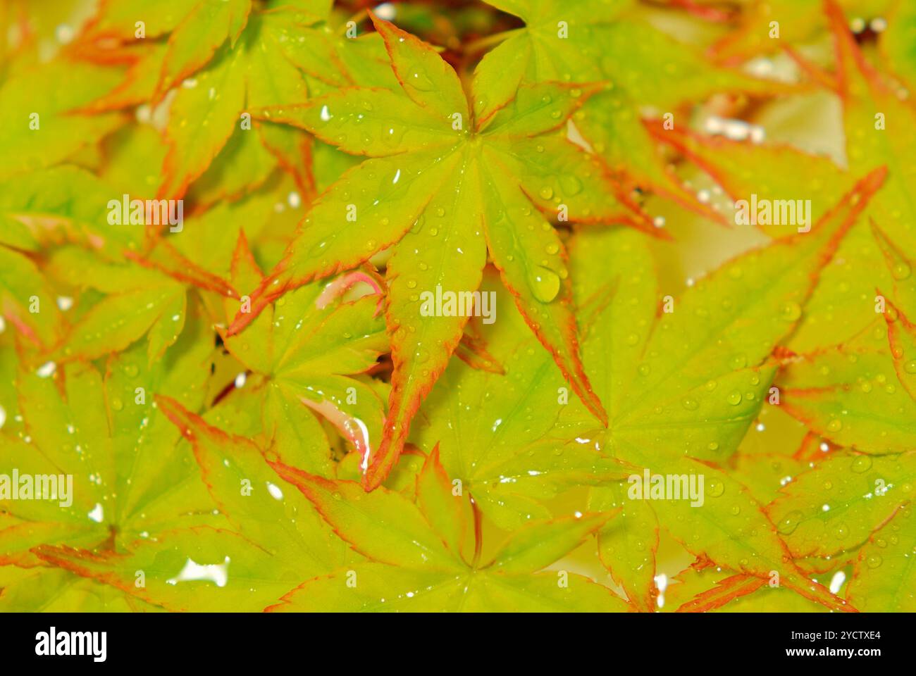 Momiji maple leaf hi-res stock photography and images - Alamy