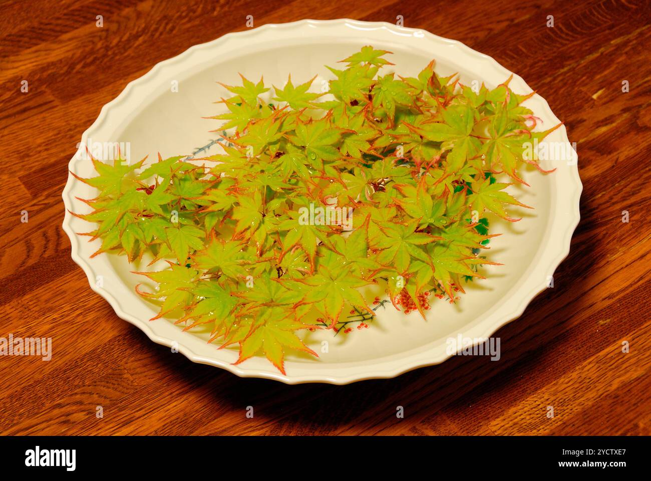 Momiji (Japanese maple tree Stock Photo - Alamy