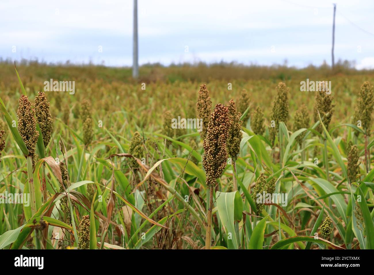 Raw Ripe millet crops in the field agriculture landscape view in France ...