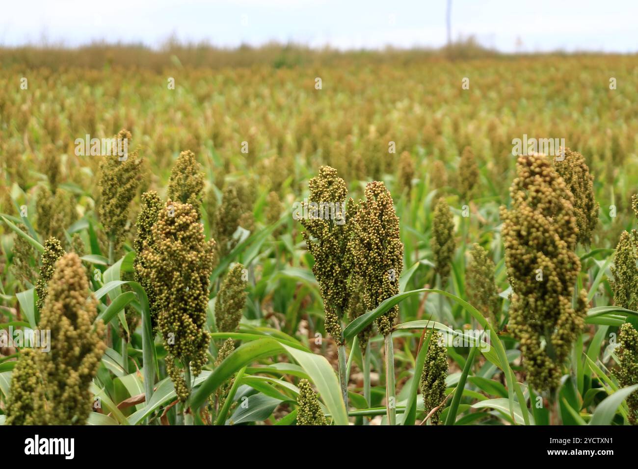 Raw Ripe millet crops in the field agriculture landscape view in France ...