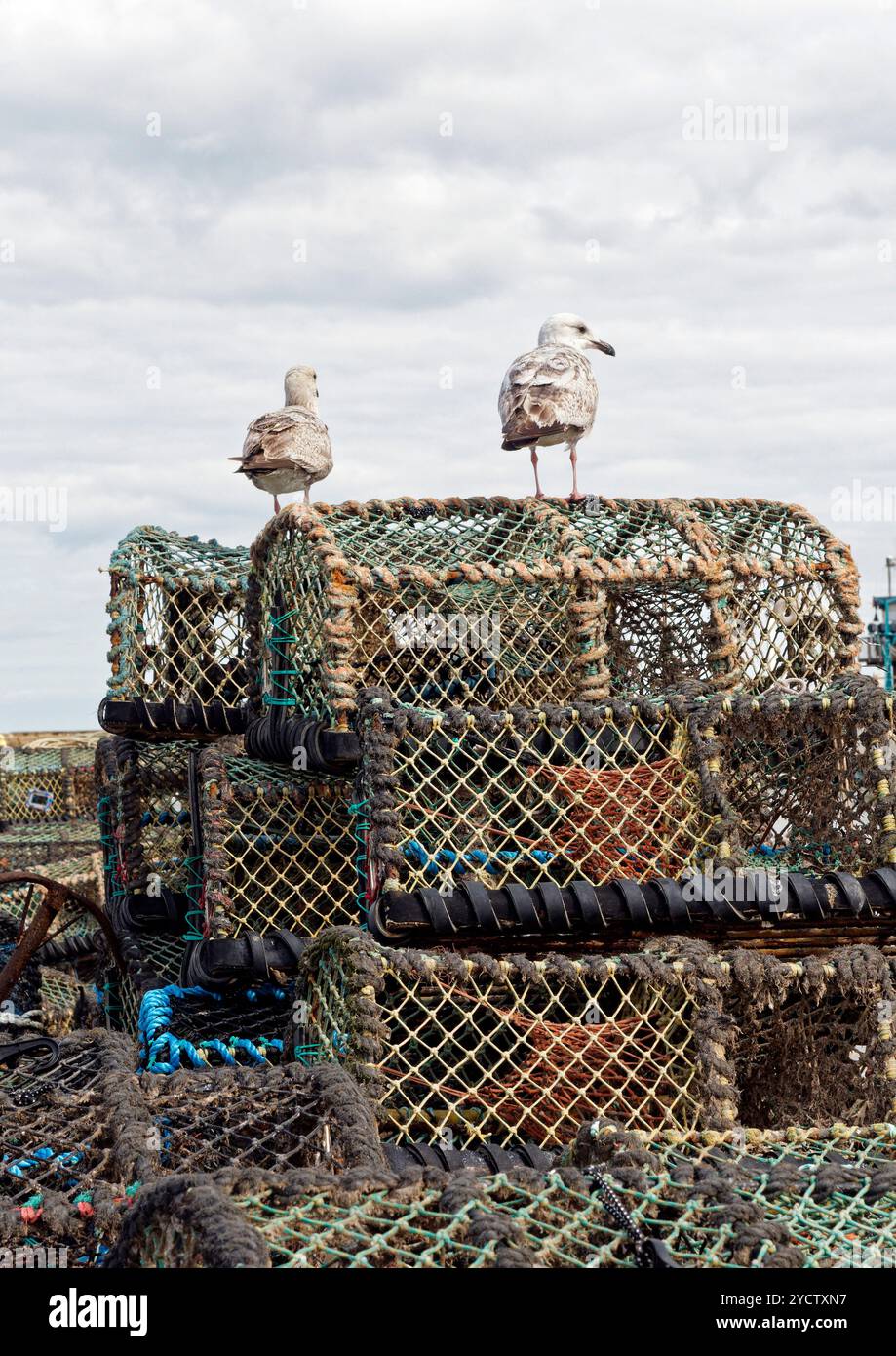 Traditional crab and lobster pots made of wood, plastic hoops and ...