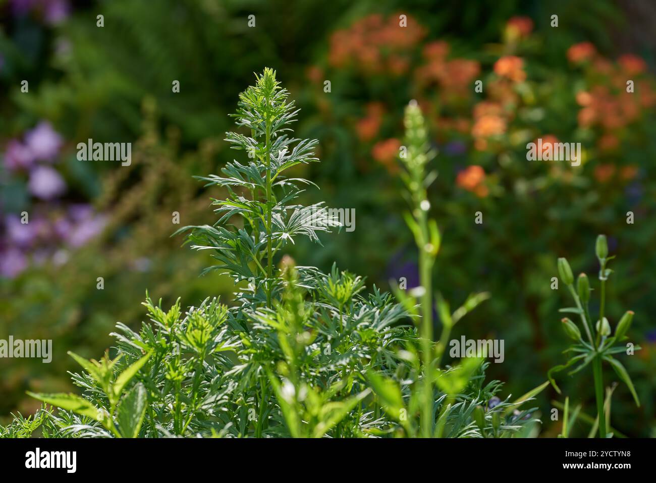 Nature, park and closeup of plant in garden in backyard for environment ...