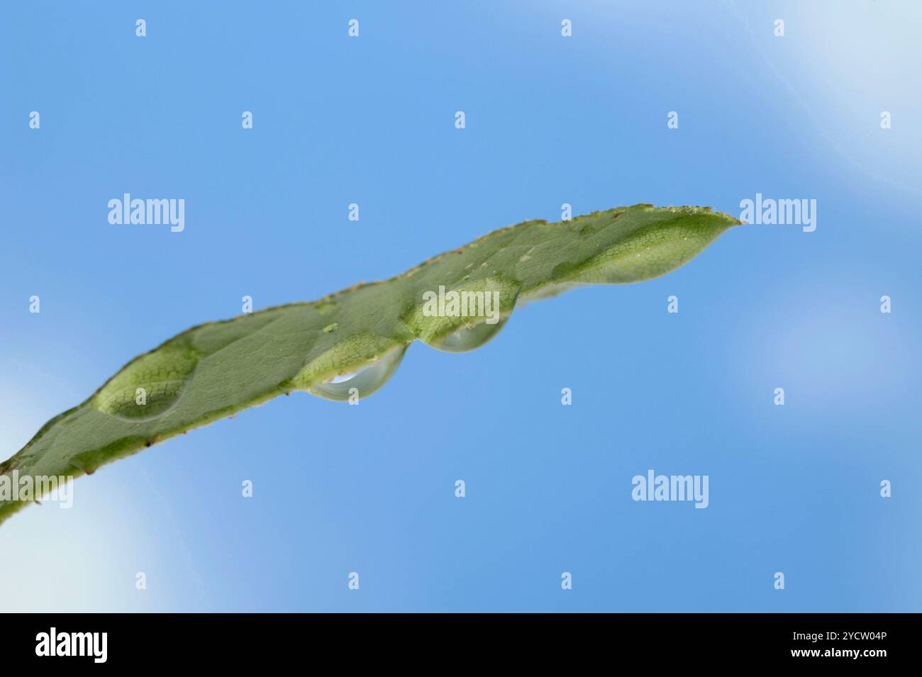 Drop sprout hi-res stock photography and images - Alamy