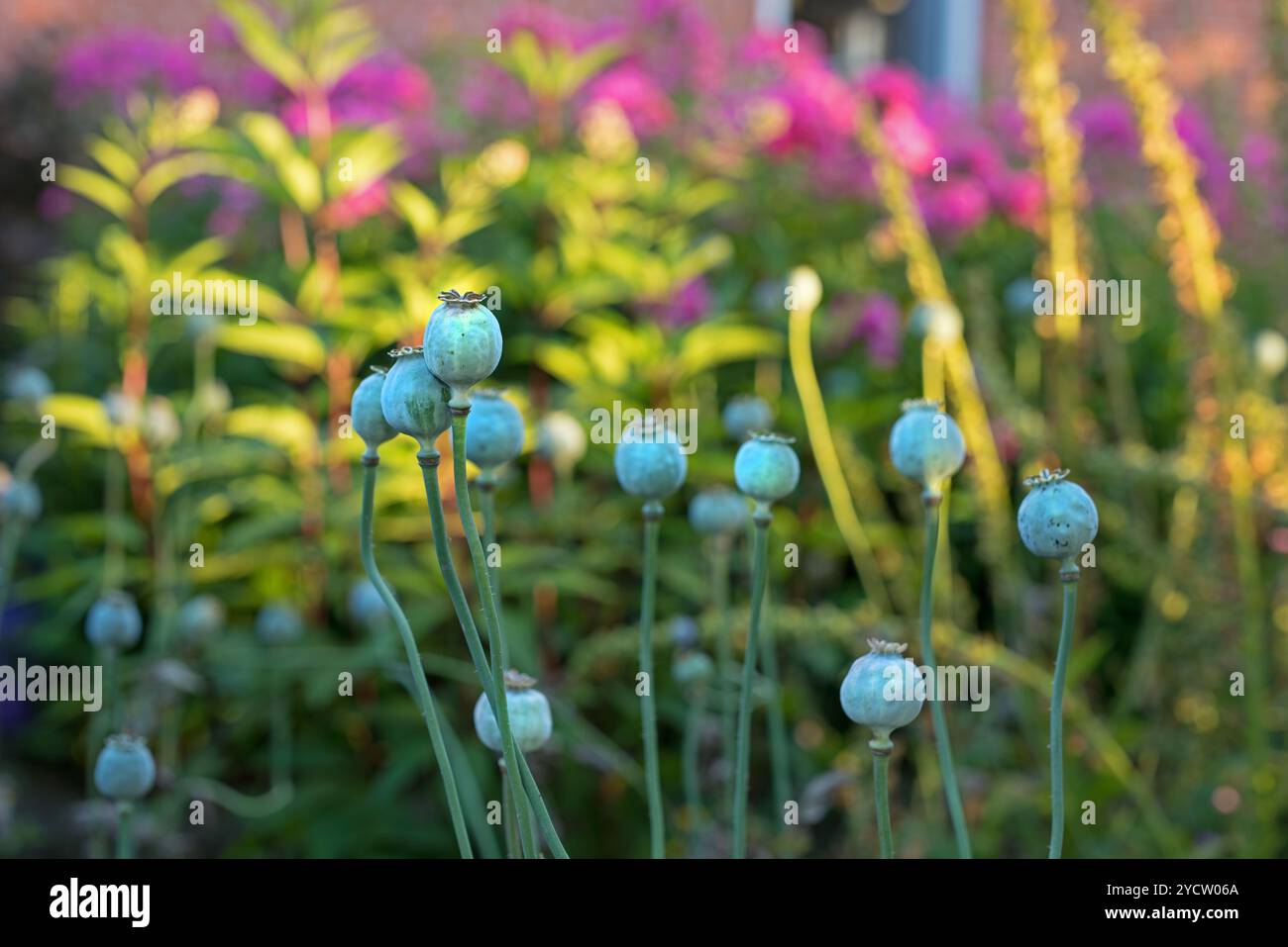 Nature, bulb and flowers in garden in backyard for environment ...
