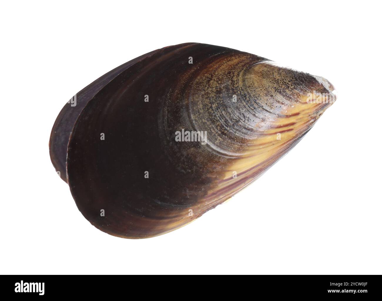Uncooked mussel food Cut Out Stock Images & Pictures - Alamy