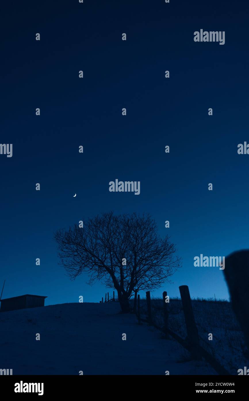 Moon under tree hi-res stock photography and images - Alamy