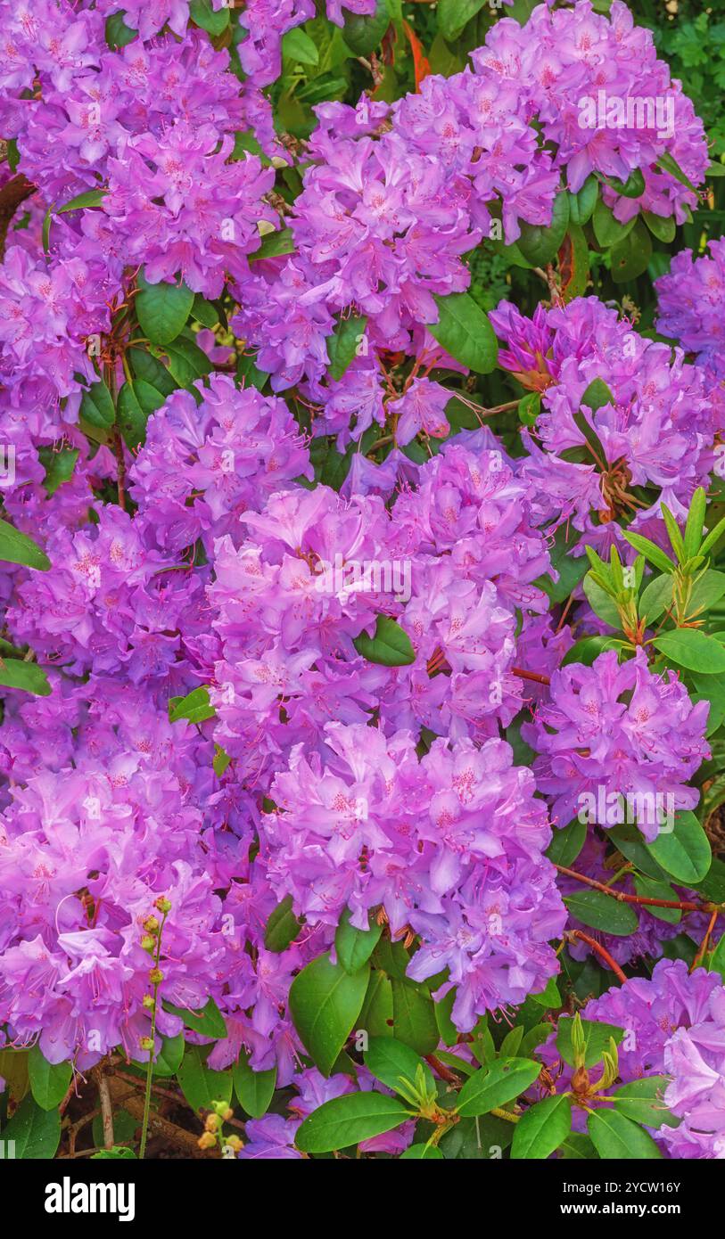 Azalea, flower bush and outdoor nature for growth, blossom and ...
