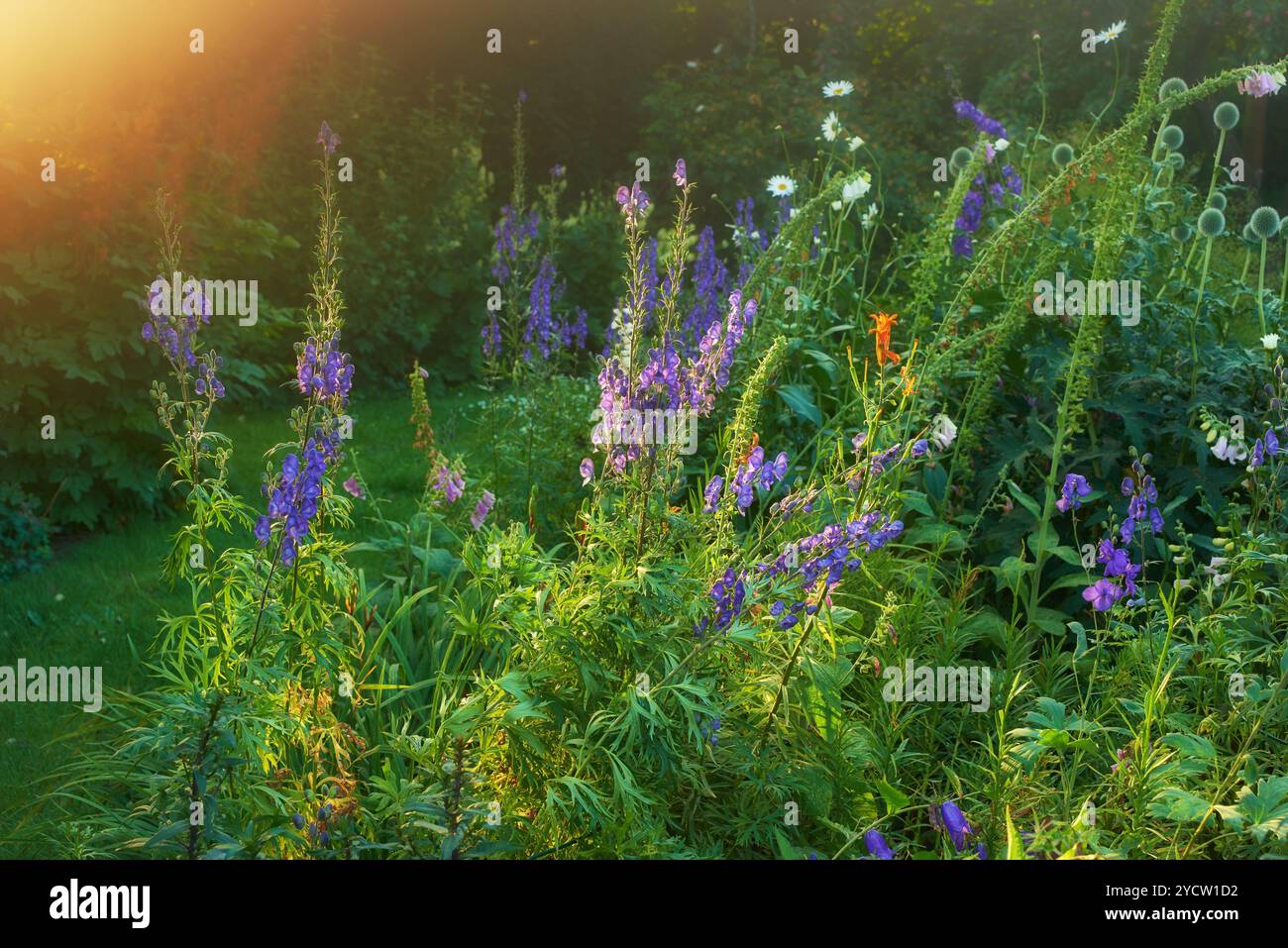 Field, flowers and outdoor nature with diversity, blossom and ...