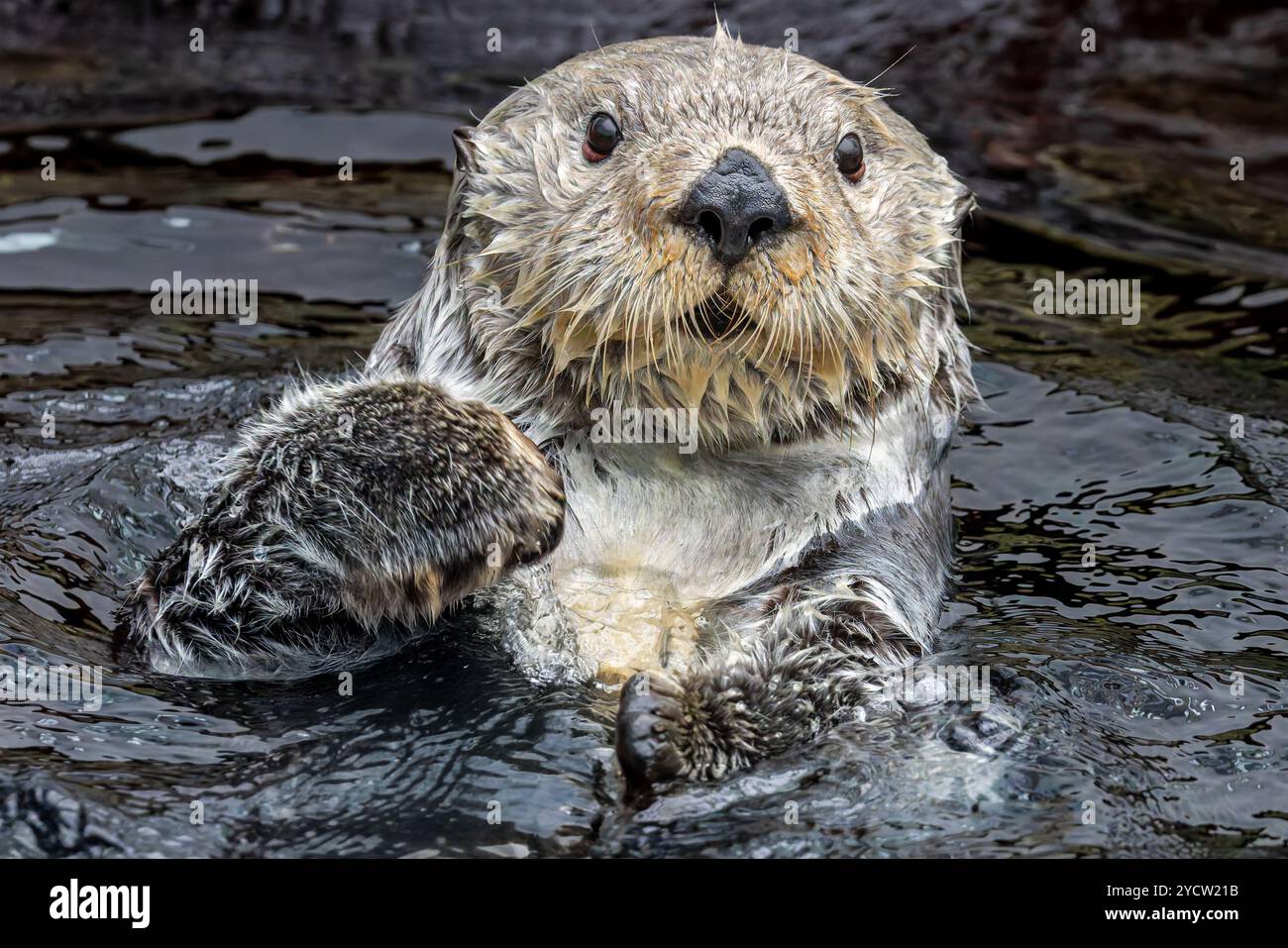 Otter close up head hi-res stock photography and images - Alamy