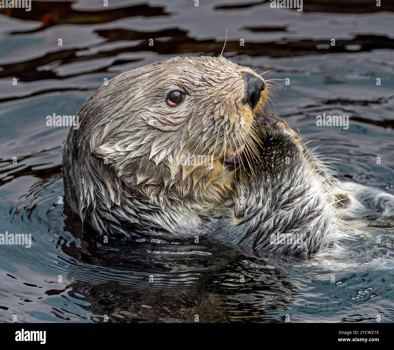 Animal side eye hi-res stock photography and images - Alamy