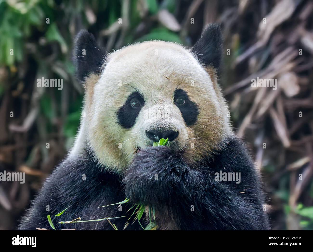 Frontal Close up view of a Giant panda (Ailuropoda melanoleuca) who ...