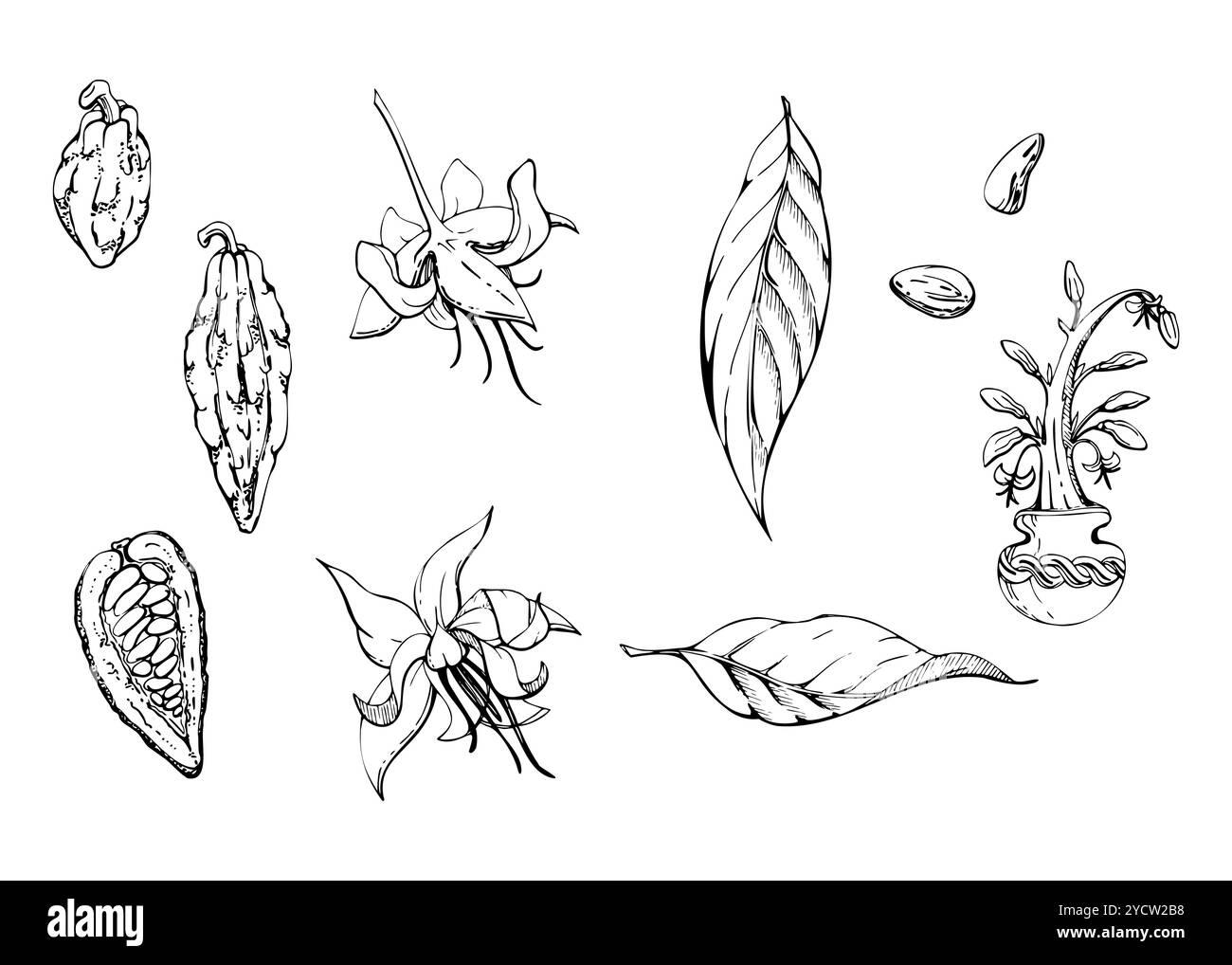 Nature tropical exotic coffee cocoa cacao tree branch, flowers leaves ...