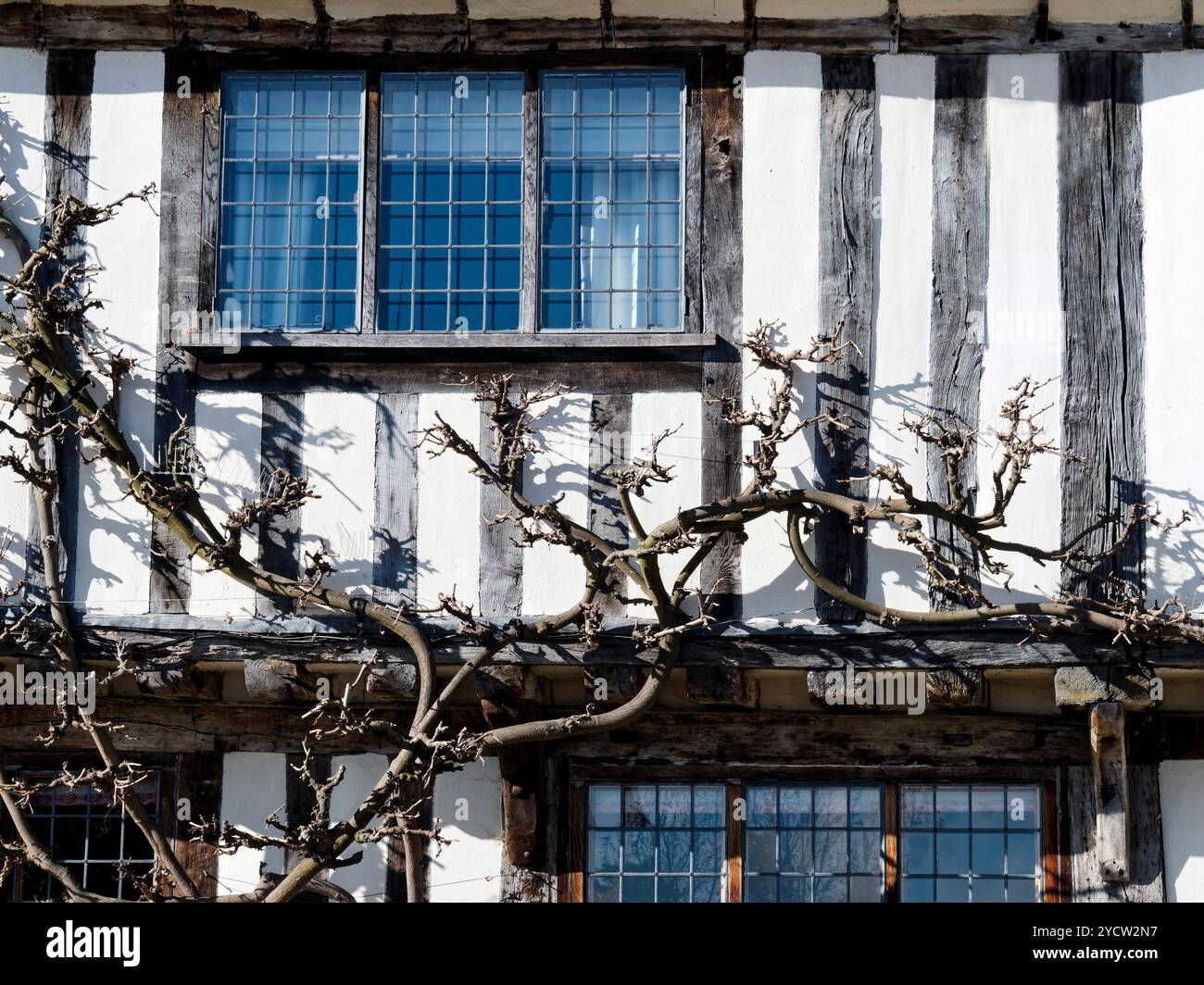 A half timbered 'black and white' late medieval house with creeper ...
