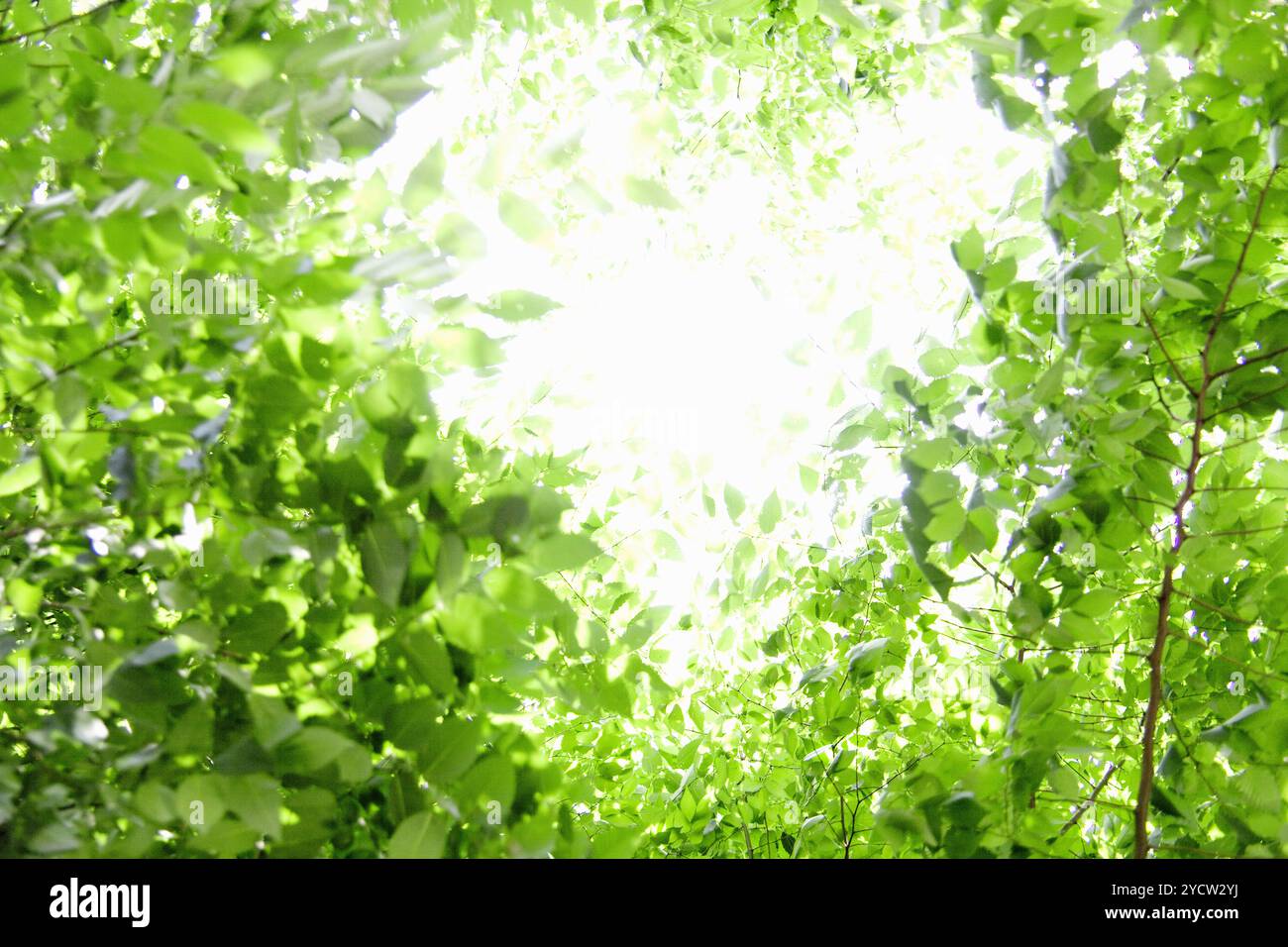 Leaves on a tree Stock Photo - Alamy