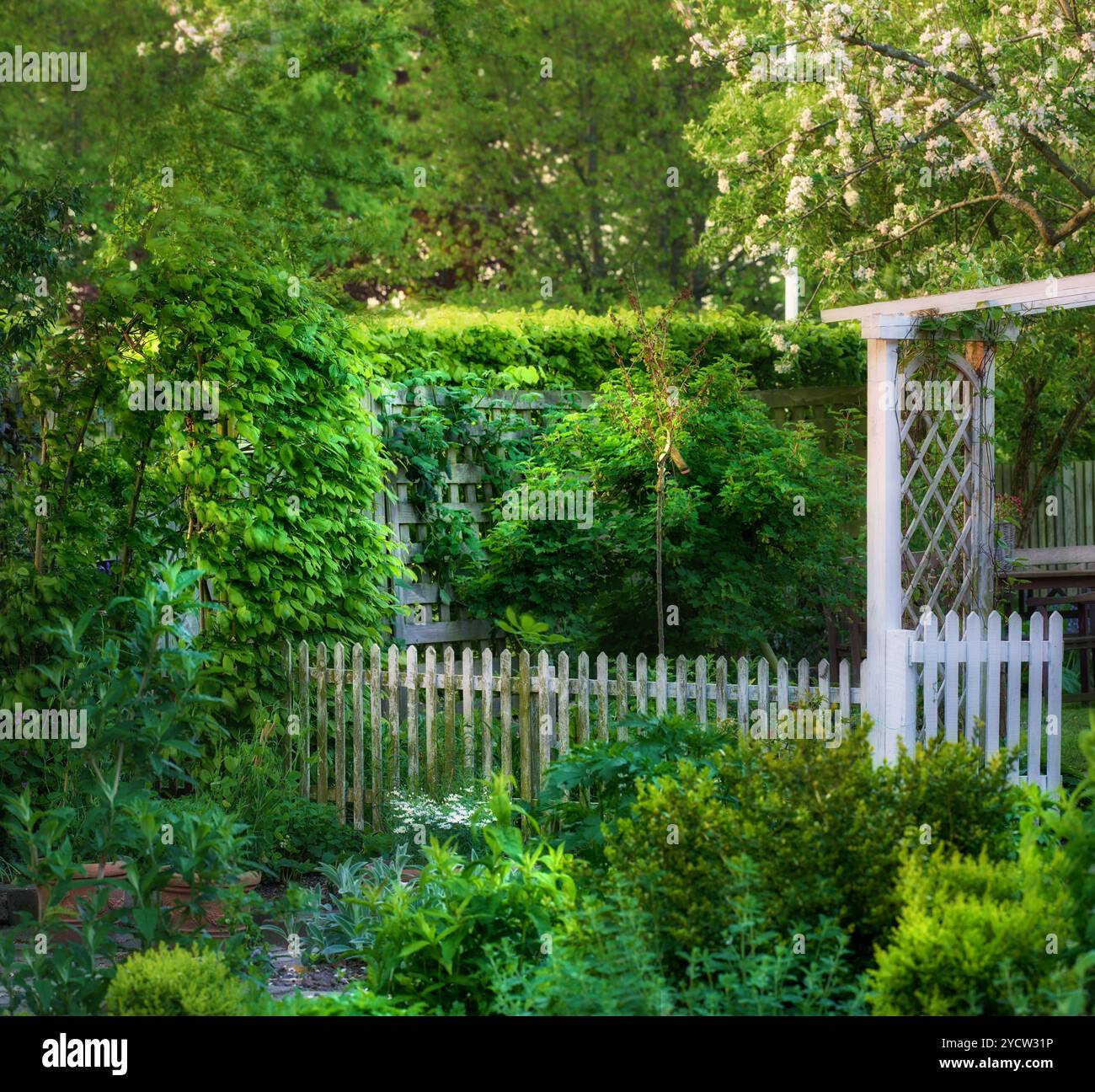 Garden, fence and plants with landscaping design for gardening ...