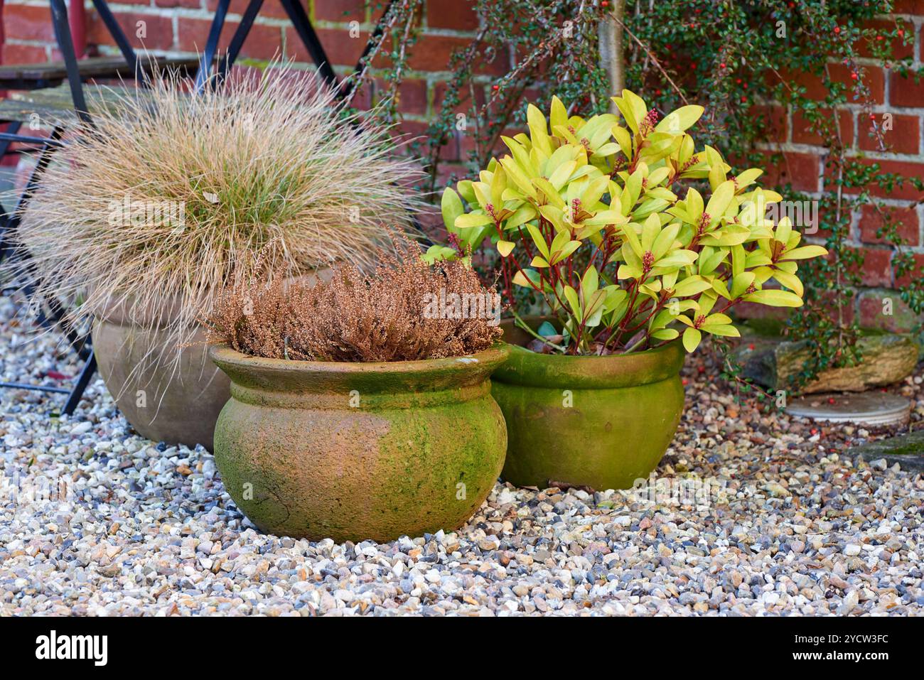 Nature, garden and pots with flowers in backyard for environment ...