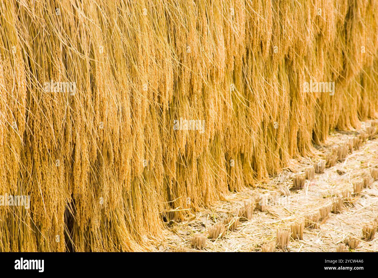 Rice drying hi-res stock photography and images - Alamy