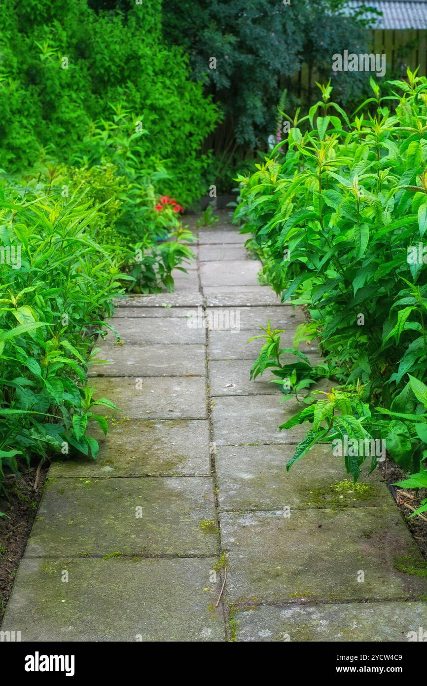 Nature, garden and tiles with path in morning for environment ...