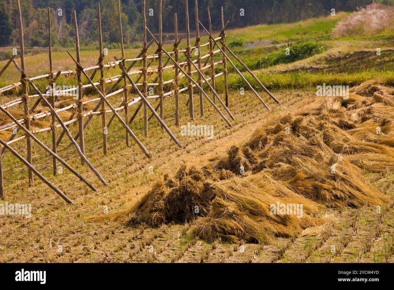 rice field at harvest time, sepia tone, white background, transparent ...