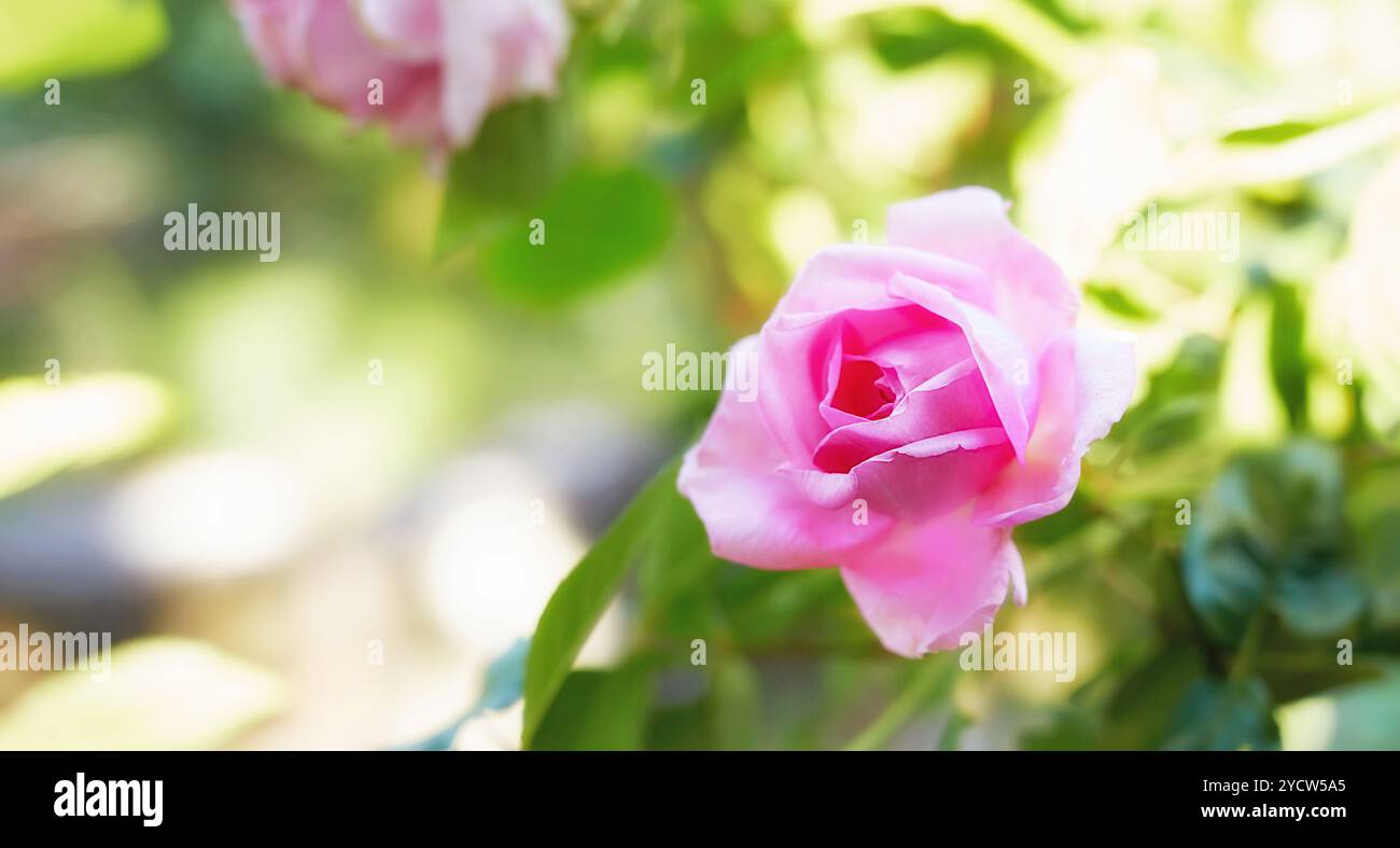 Outdoor, plants and pink rose with growth for sustainable gardening ...