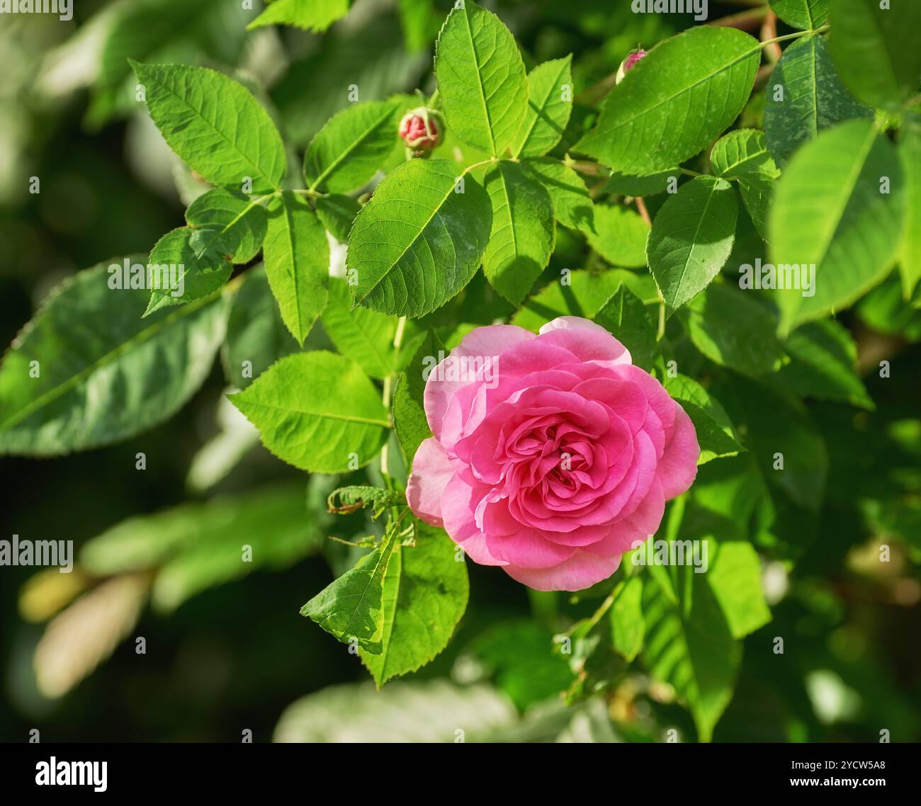 Outdoor, flowers and pink rose with growth for sustainable gardening ...