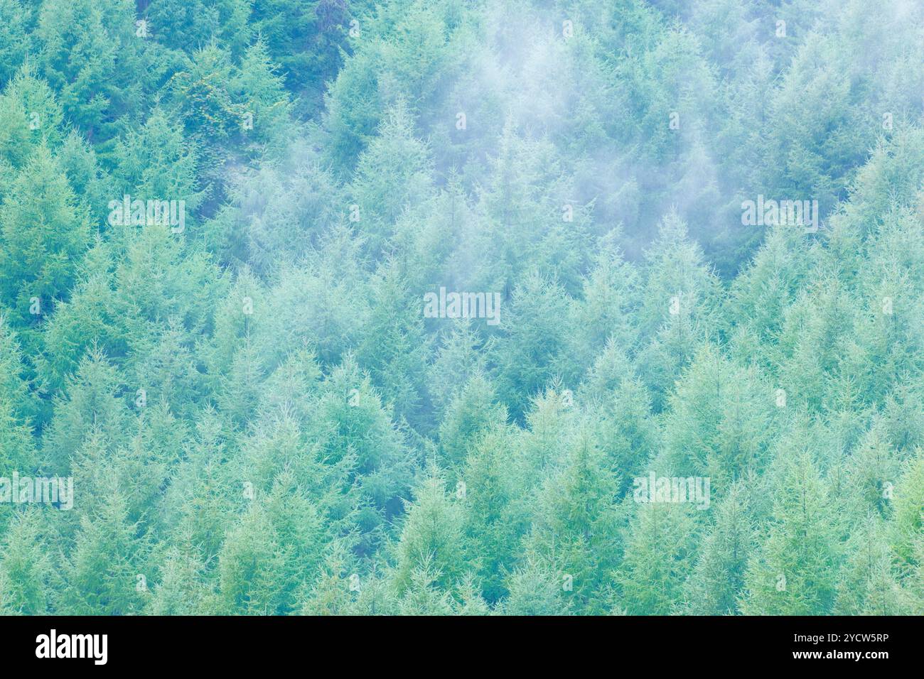 Chinese pine (Pinus parviflora Stock Photo - Alamy