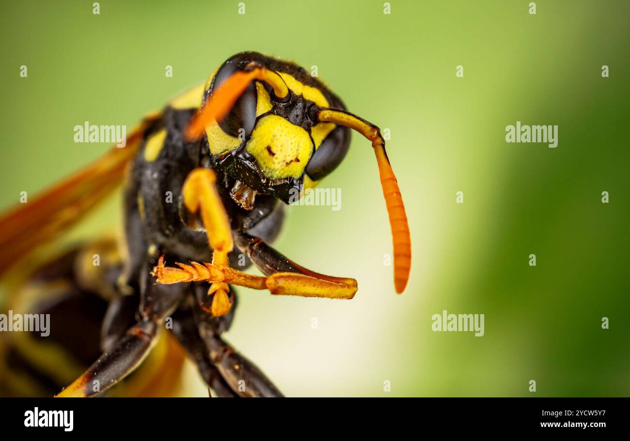 Wasp sting woman hi-res stock photography and images - Alamy