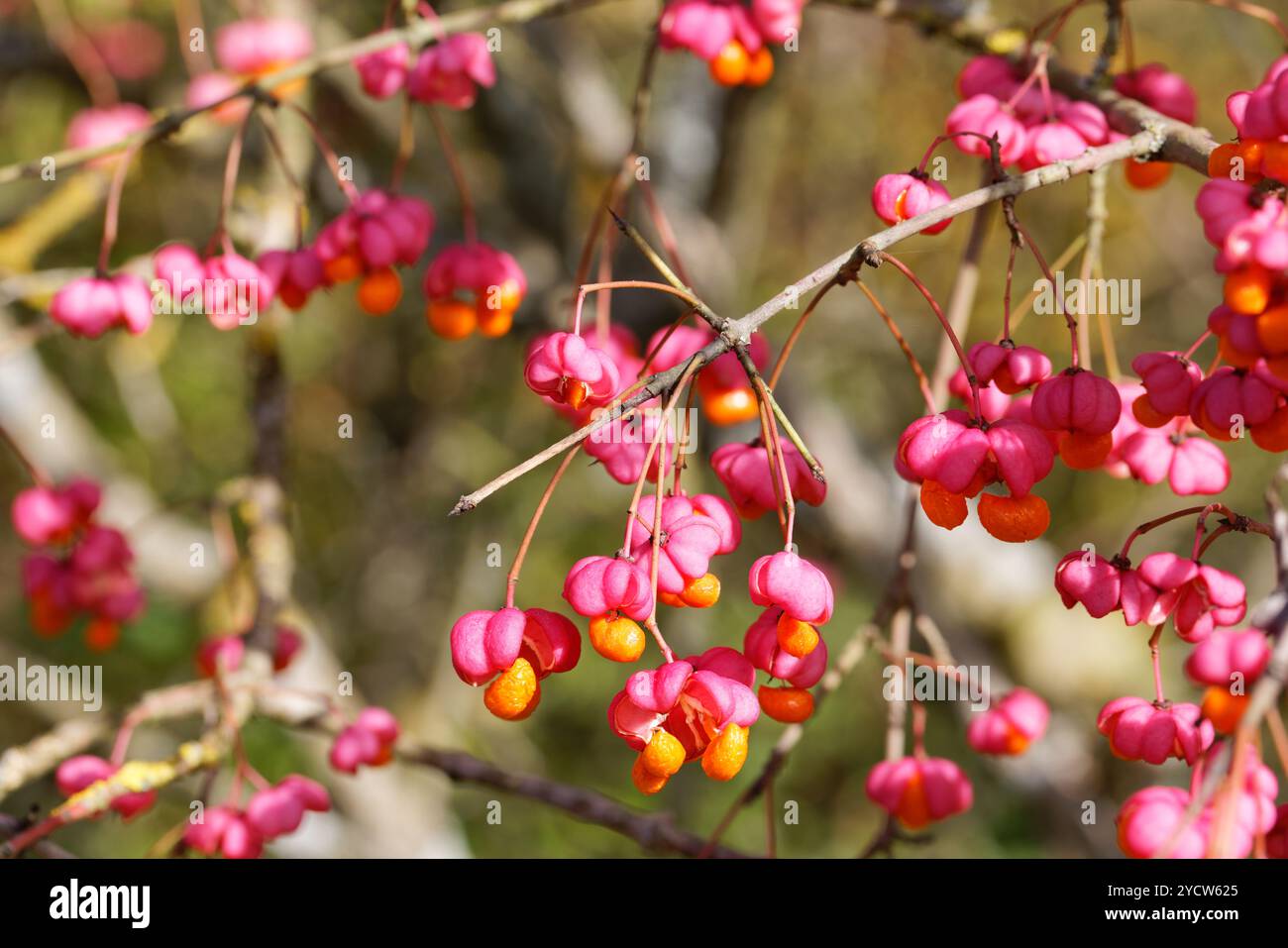 Branch with Mature Fruits of the European Spindle Tree - Euonymus ...
